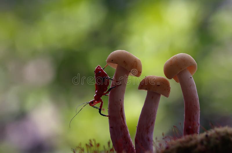 Bug on Fungus stock photo. Image of shapes, leaf, body - 191122596