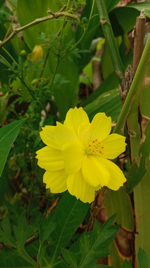 There are Many Types of Kenikir Flowers, One of Which is Yellow Kenikir ...