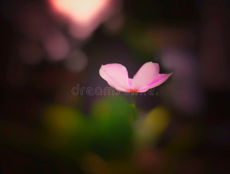 There is No Comparison with Natural Beauty Stock Photo - Image of green ...