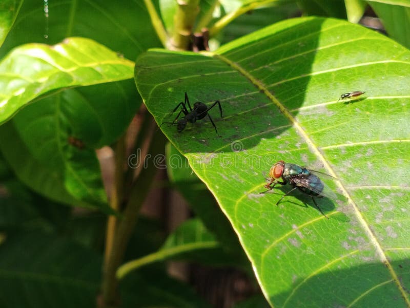 There is No Territory, but Humans Fight Over it Stock Image - Image of ...