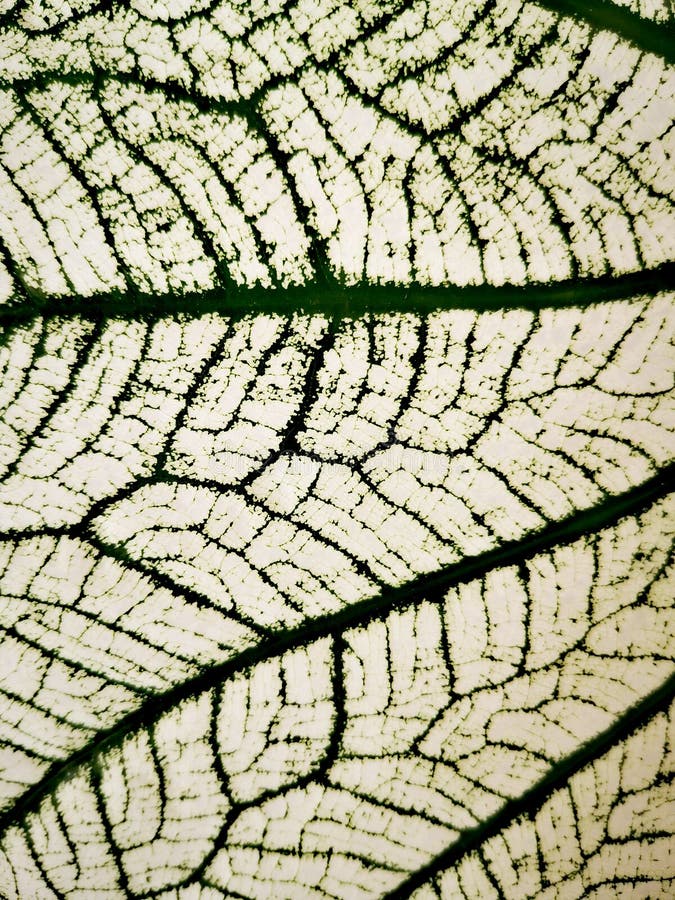 There are No Two Identical Leaves Stock Photo - Image of symmetry ...