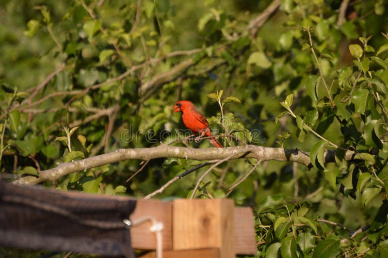 The Cardinal is Sitting on the Limb Stock Photo - Image of cardinal ...