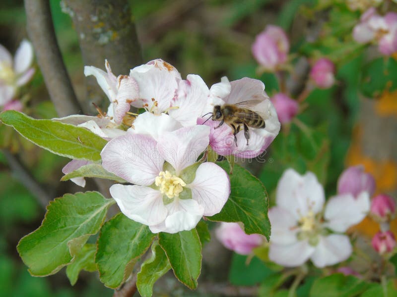 There is Nothing More Beautiful Than Apple Blossoms in Spring. Stock ...