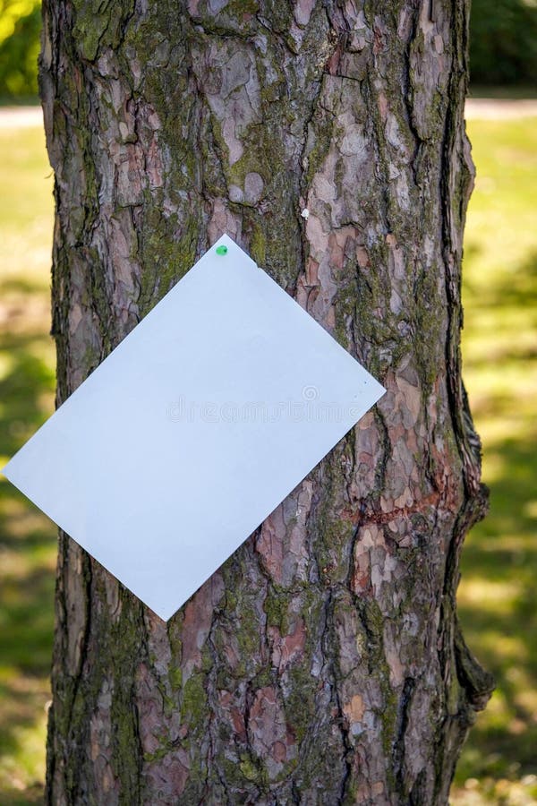 There is a Notice on a Tree in the Park. Blank Sheet of Paper on Wood ...