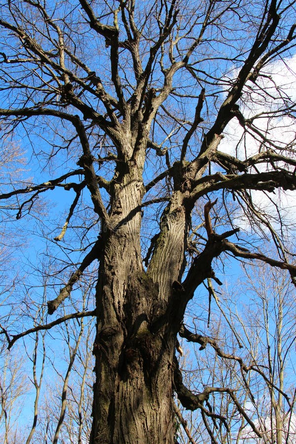 There is an Old Linden Tree in the Forest Stock Photo - Image of ...