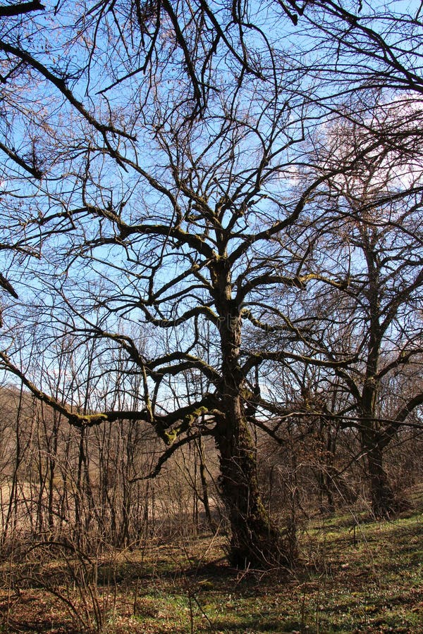 There is an Old Linden Tree in the Forest Stock Photo - Image of ...