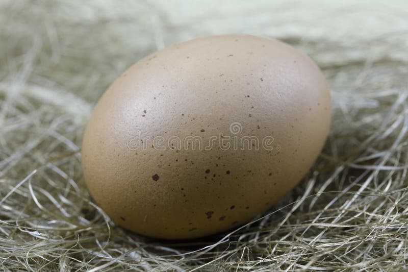 There is One Egg in an Artificial Nest Stock Image - Image of poultry ...