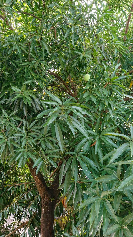 There is only One Fruit on this Mango Tree Stock Photo - Image of fruit ...