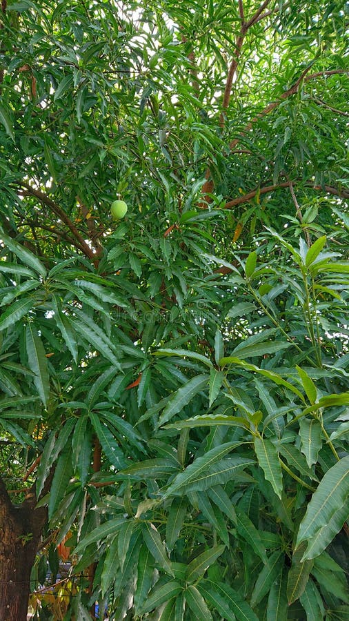 There is only One Fruit on this Mango Tree Stock Photo - Image of tree ...