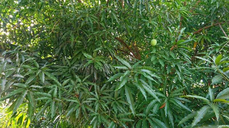 There is only One Fruit on this Mango Tree Stock Image - Image of tree ...