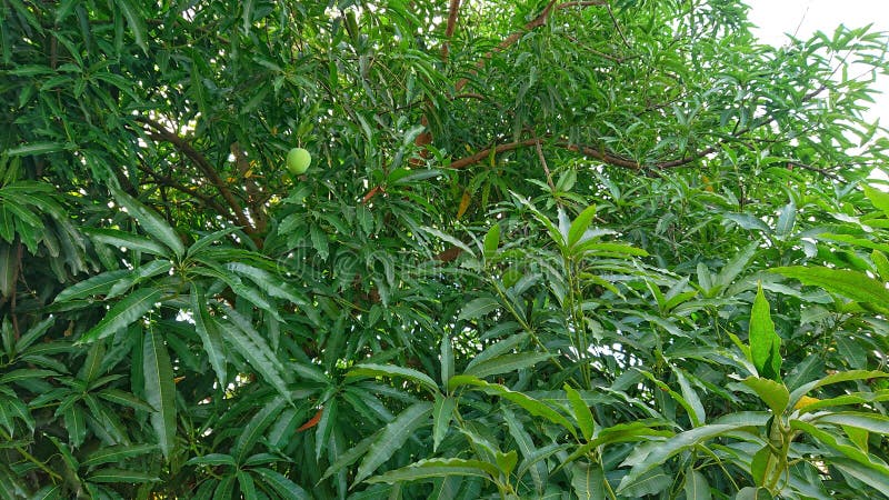There is only One Fruit on this Mango Tree Stock Photo - Image of mango ...