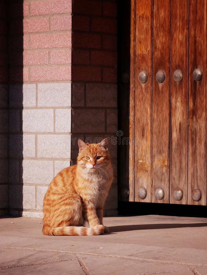 Orange Cat stock image. Image of orange, house, neighbor - 180069395