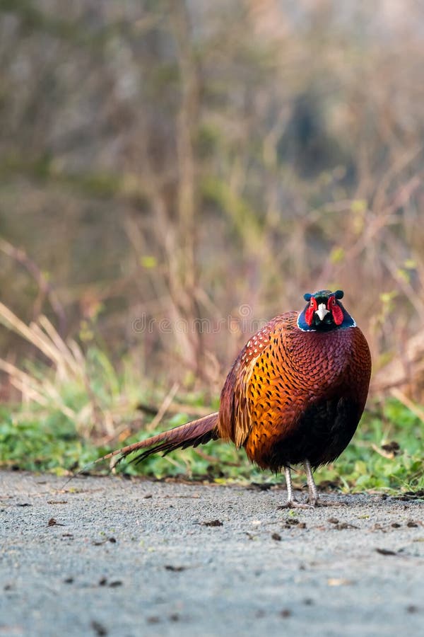 An Beautiful pheasant stock image. Image of colorful - 214593619