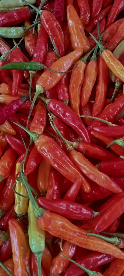 There is a Pile of Fresh Red Cayenne Pepper Stock Image - Image of ...