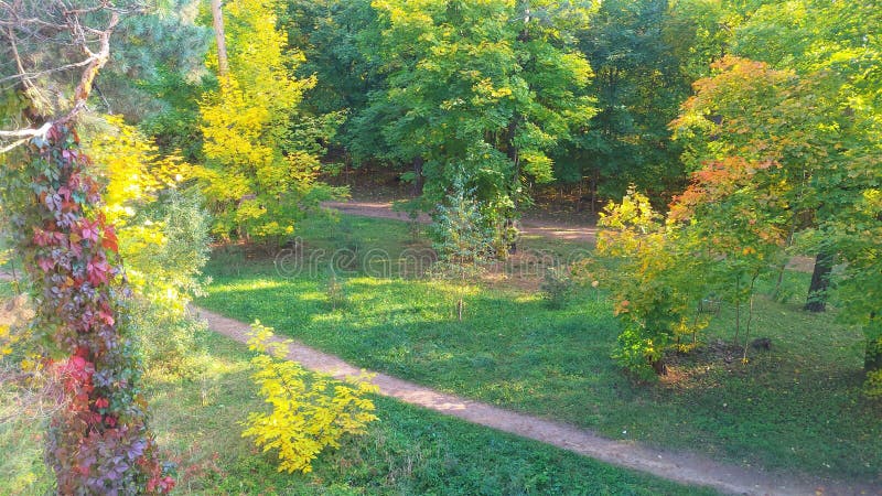 There are Pine, Maple, Birch, and Young Walnut Trees Growing in the ...