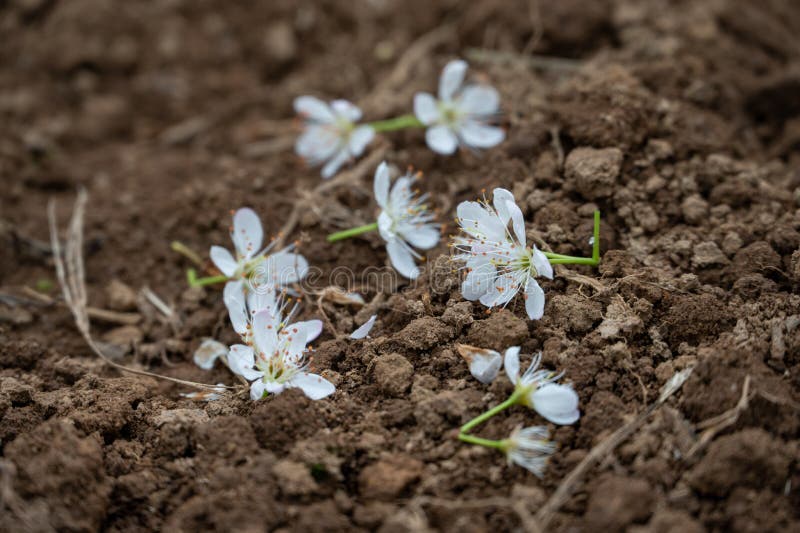 There are Plum Flowers Falling from Trees on the Land Stock Photo ...