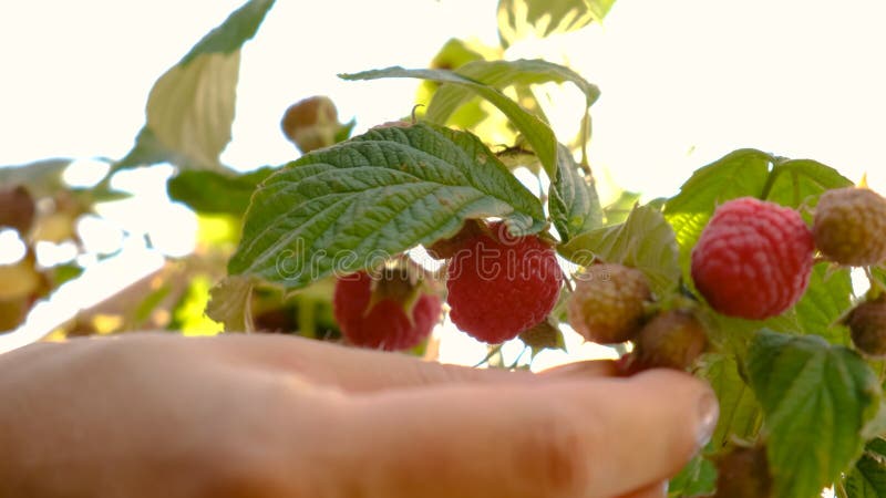 There is a Raspberry Harvest on the Branches in the Garden. Selective ...
