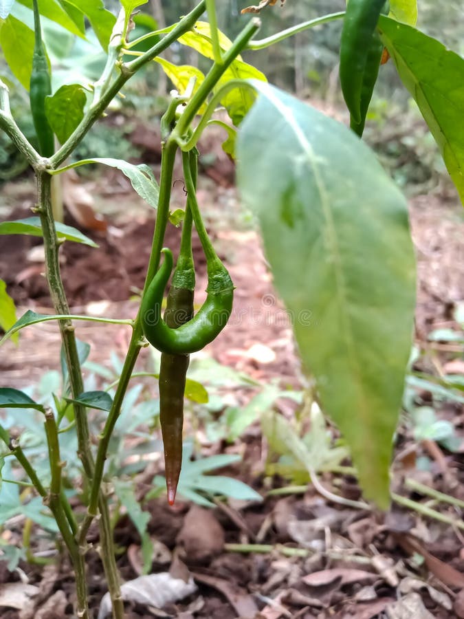 There are Green Chillies on the Chilli Tree Stock Photo - Image of ...