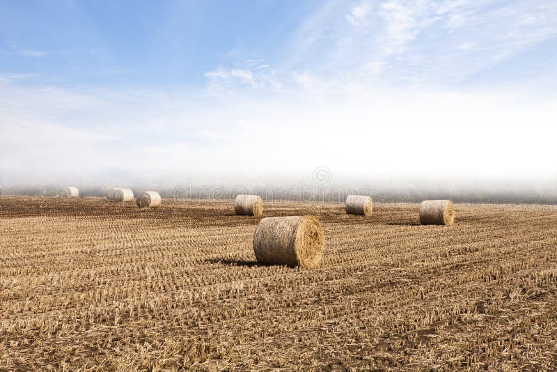 There is Rice Straw in the Field after Harvest Stock Photo - Image of ...