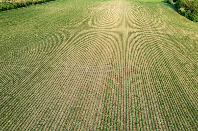 There are Rows of Young Corn Sprouting Evenly in a Large Field. Stock ...