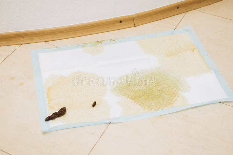 There& X27;s Dog Poop on the Diaper. Stock Image - Image of canine ...