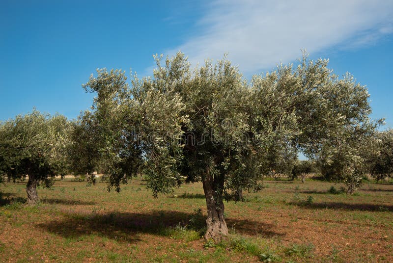 There are Several Olive Trees in an Olive Field in Sicily. the Trees ...