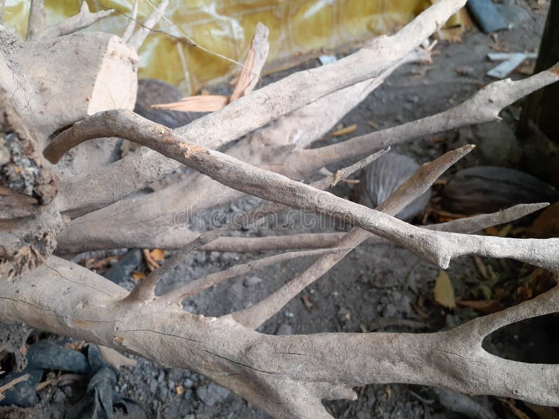 There are Several Roots of Mango Tree Plants Stock Image - Image of ...