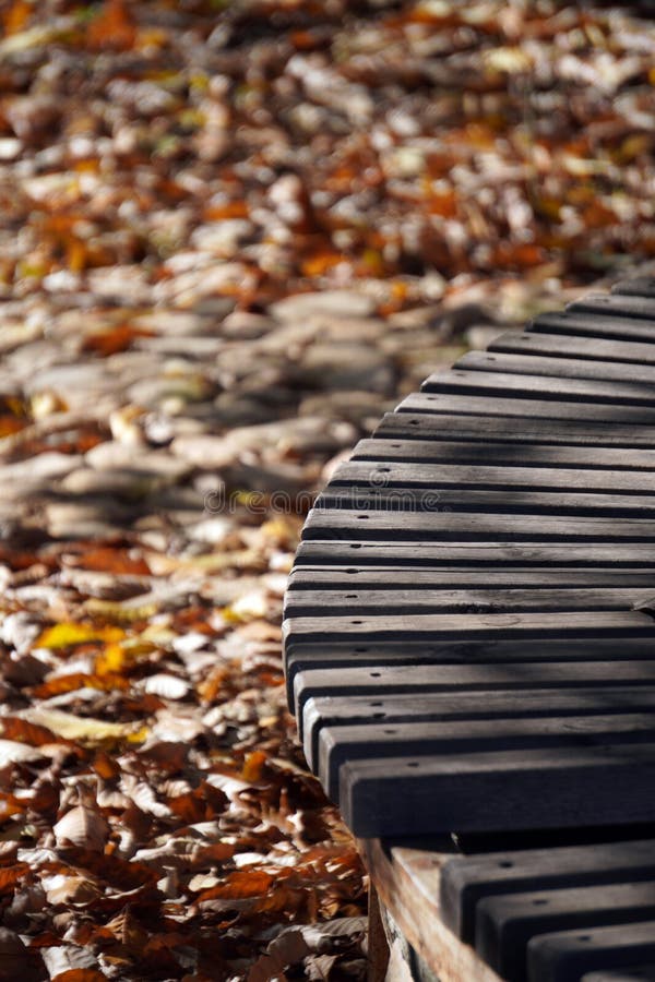 There are Shadows of Trees on the Bench, and Fallen Leaves are Spread ...
