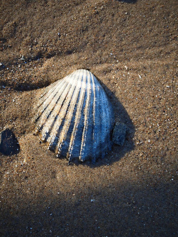 There are Shells on the Surface of the Seabed and Beaches Stock Photo ...