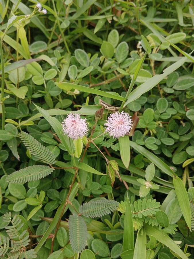 There is a Shy Princess Flower Around the Swamp Stock Image - Image of ...