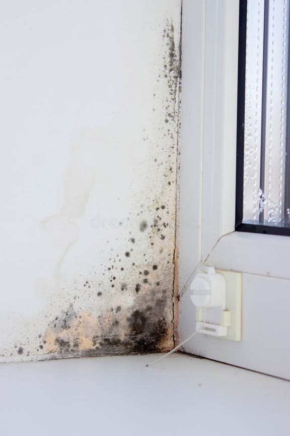A Significant Amount of Mold is Visible in the Corner of the Window ...