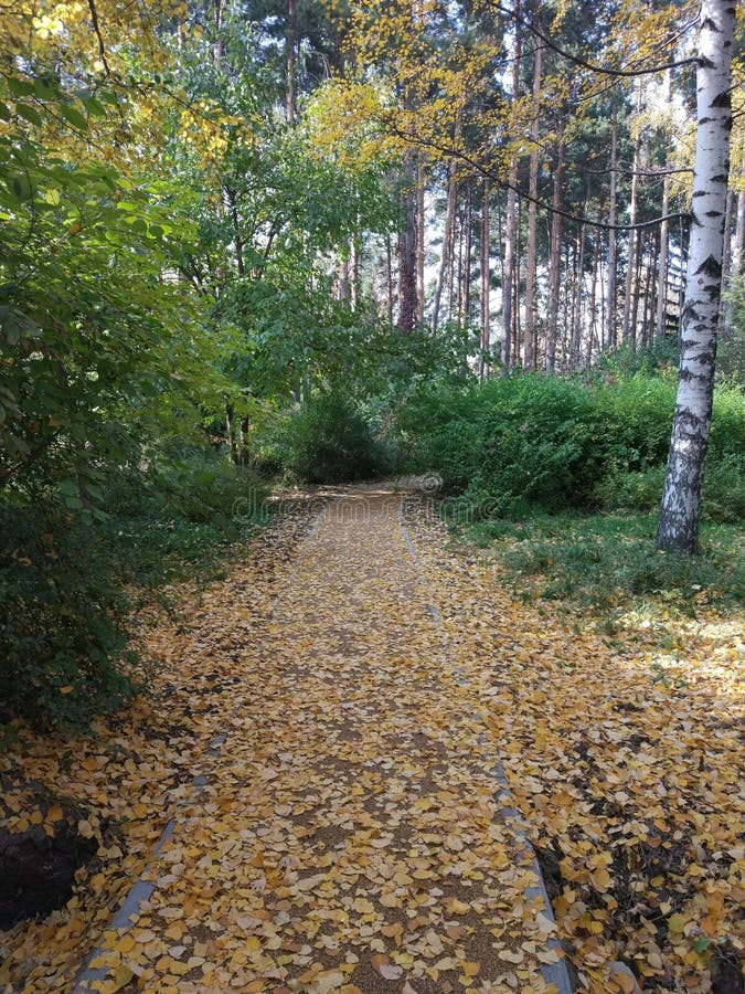 There is Silence on Unknown Paths. Stock Image - Image of deeply, paths ...