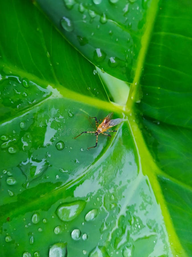 There is a Small Insect on the Taro Leaves Wet in the Rain Stock Image ...