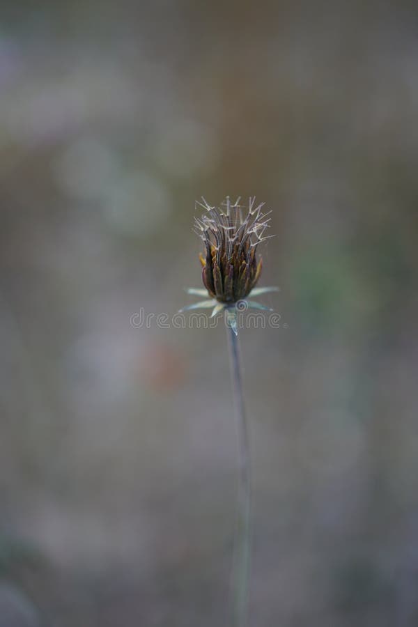 There are Some Beautiful Pink and Purple Coreopsis in the Grass Stock ...