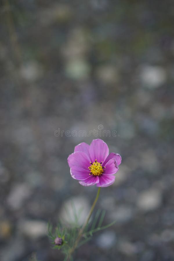 There are Some Beautiful Pink and Purple Coreopsis in the Grass Stock ...
