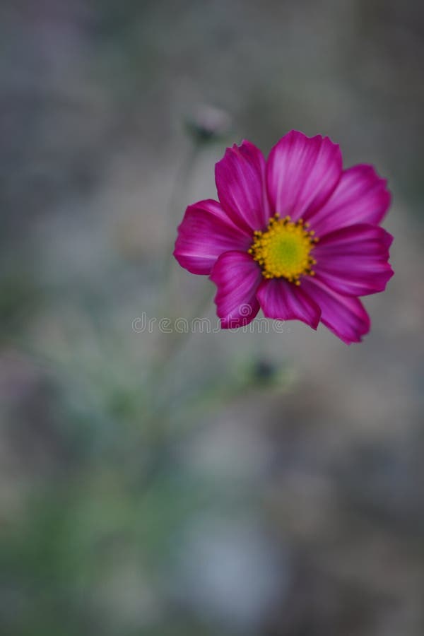 There are Some Beautiful Pink and Purple Coreopsis in the Grass Stock ...