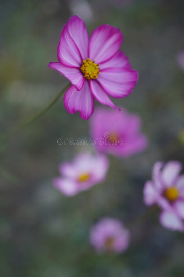 There are Some Beautiful Pink and Purple Coreopsis in the Grass Stock ...