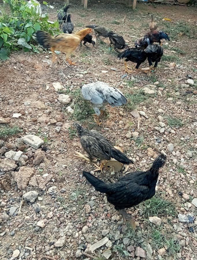 There are Some Chickens Waiting To Be Fed? Stock Image - Image of ...