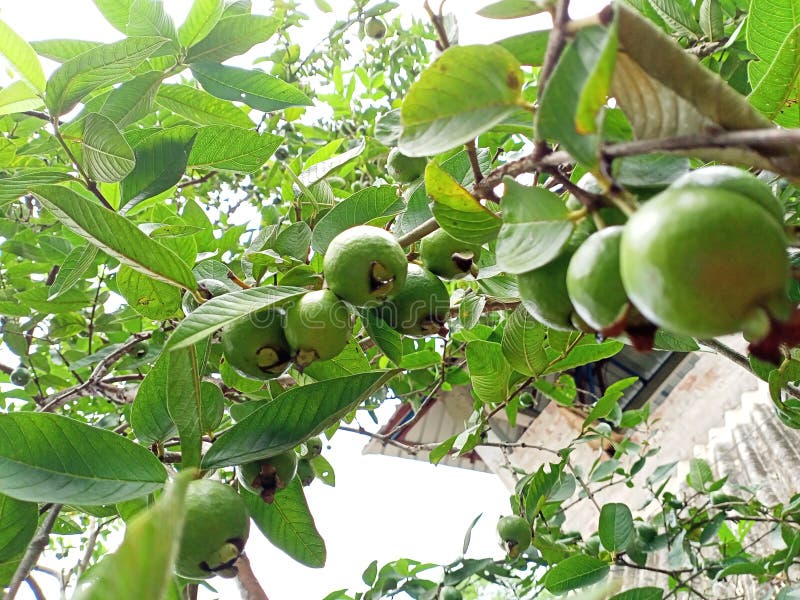 There are Some Guavas Hanging on the Guava Tree in Front of the House ...