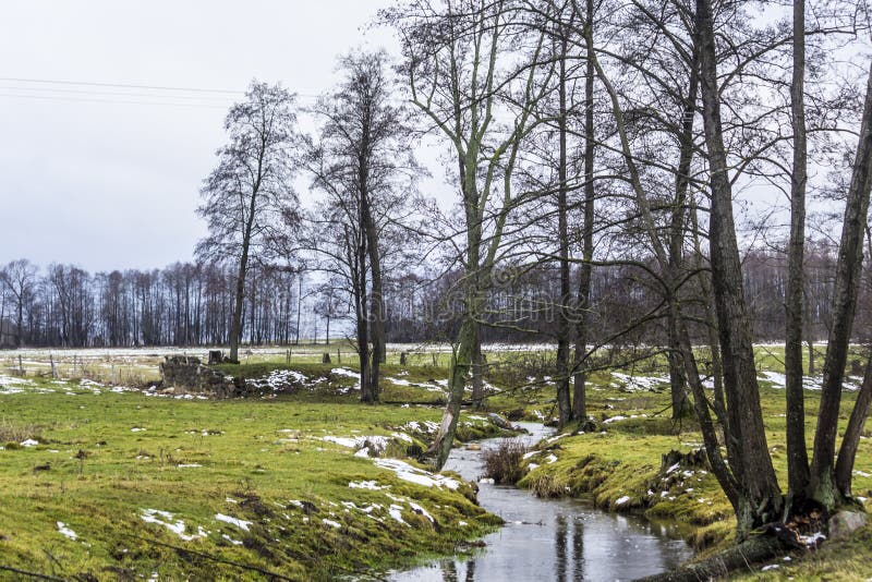 The Stream Flows between the Trees and the Green Meadow. Stock Image ...