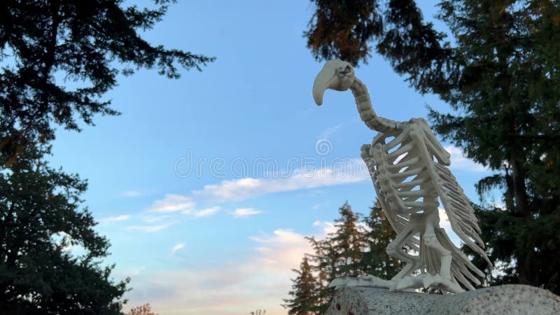 There is Space for Text Evening Clouds the Skeleton of a Vulture Bird ...