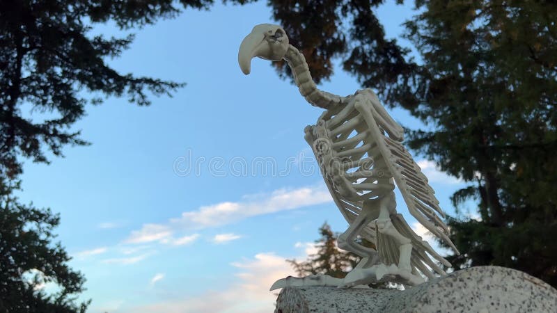 There is Space for Text Evening Clouds the Skeleton of a Vulture Bird ...