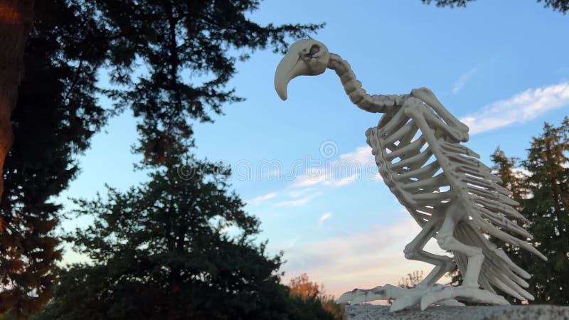 There is Space for Text Evening Clouds the Skeleton of a Vulture Bird ...