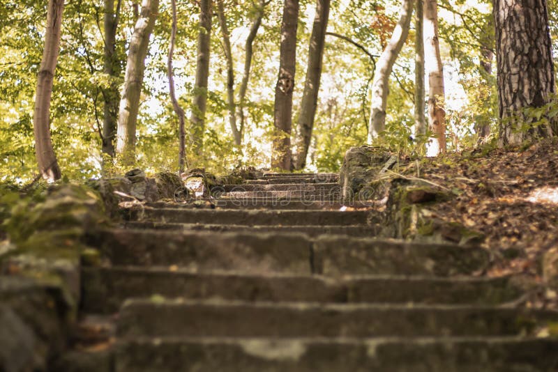There are Steps in the Park. Stock Image - Image of forest, large ...