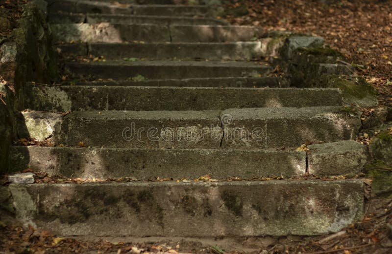 There are Steps in the Park. Stock Image - Image of forest, trees ...
