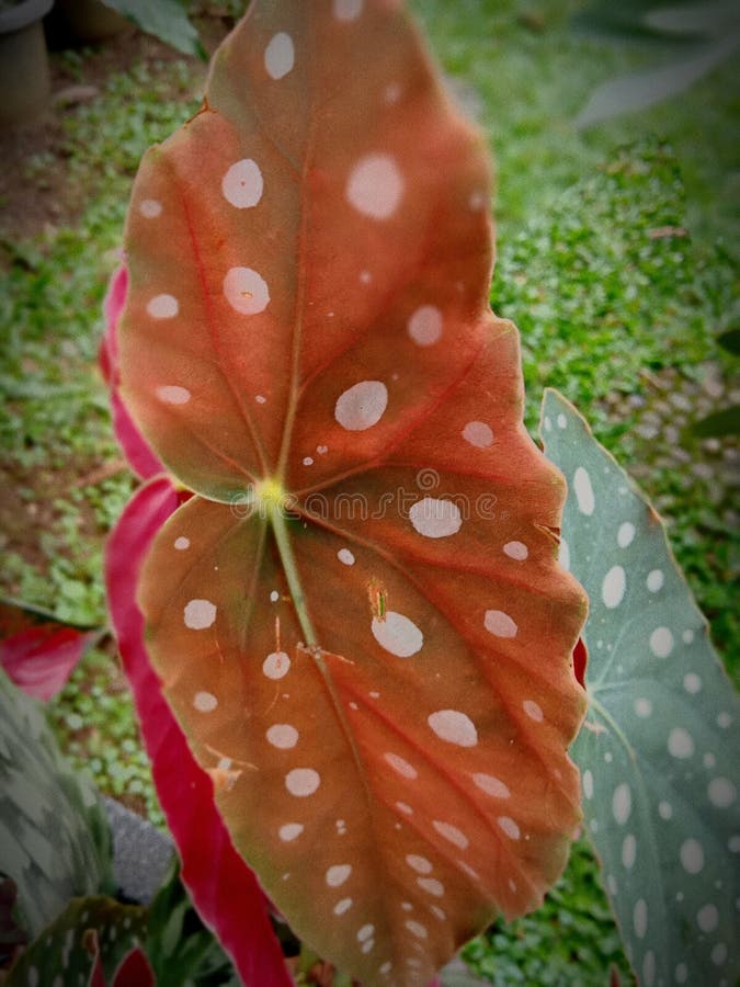 There is a Subtle Magic in the Falling of Old Leaves Stock Image ...