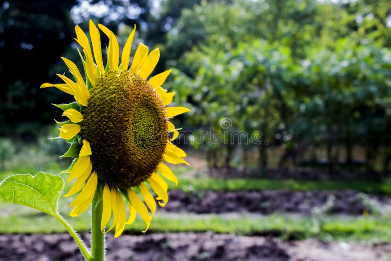 In the Park There are Many Kinds of Flowers. but There is a Sunflower ...