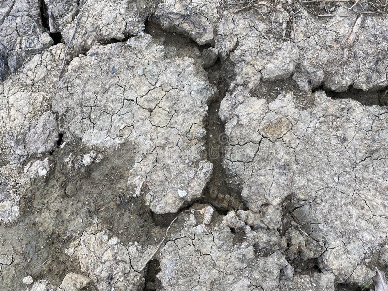 Gray soil with green plant stock photo. Image of close - 131633862