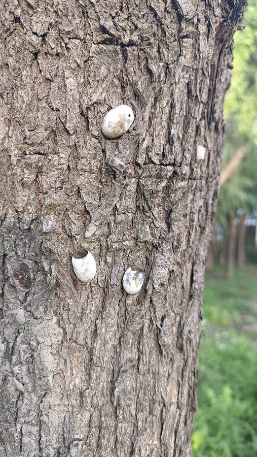 There are Three Insect Shells on a Tree, and the Insects Have Broken ...