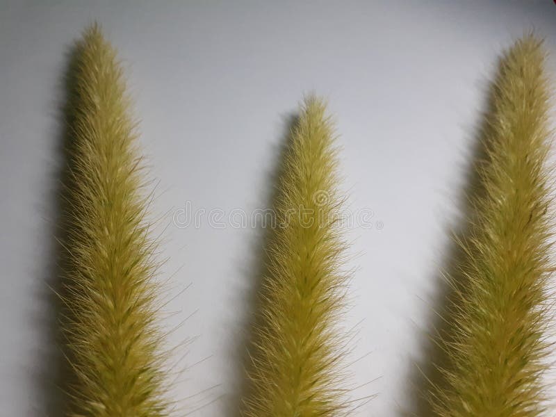 Kolonjono Flowers Stock Photos - Free & Royalty-Free Stock Photos from ...